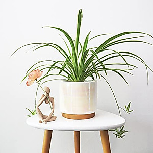 Gepege White Indoor Pots for Plants, Ceramic Planter with Drainage Hole, 6.0 inch+5.0 Inch+4.0 Inch. Succulent Orchid Flower Pot - Rainbow Pearl Glaze