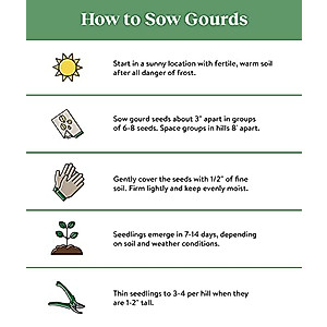 Burpee Ornamental Luffa Gourd Seeds 25 seeds