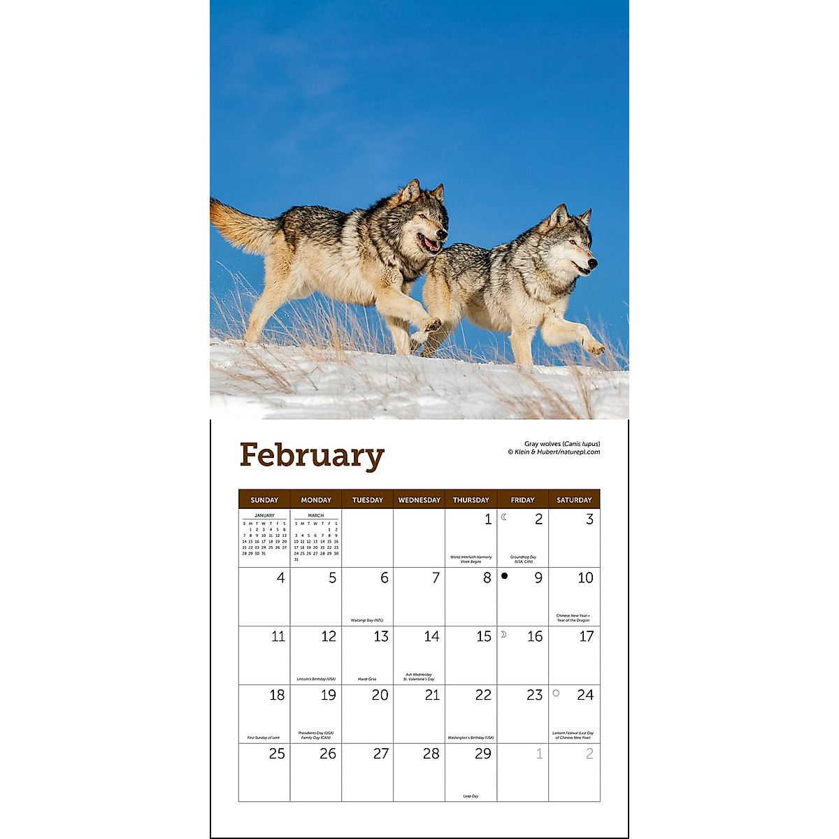 Wolves Mini Wall Calendar 2024, 7" x 7"