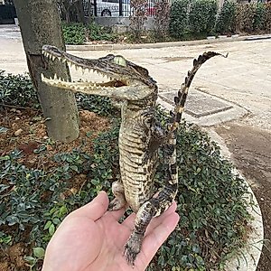 1Pcs Real Taxidermy Animal Collectables Small Ornaments 16" Inch (B)