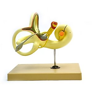 Ear Labyrinth Model - for Studying Bony and Membranous Inner Ear - Hand Painted & Numbered with Key Card - Includes Mount - Eisco Labs