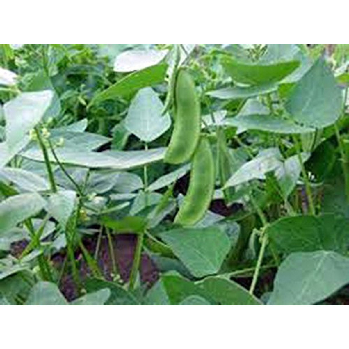 Lima Bean, Henderson Bush, Non GMO, 21+ Seeds, Great Tasting and Healthy