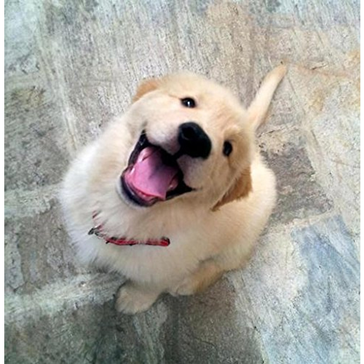 pet Digestive - Advanced Formula - Digestive AID - PET PROBIOTICS - for Dogs - Vegetable stearic Acid - 2 Bottle (120 Chewable Tablets)