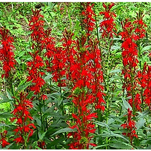 Cardinal Flower Seeds - Lobelia cardinalis -700 Seeds or .05 Gram
