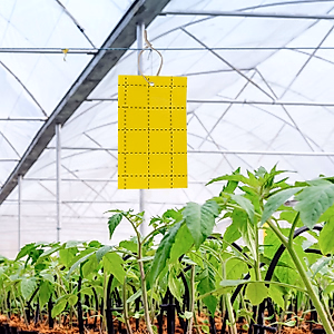 Catchmaster Outdoor Bug Trap Bundle, Japanese Beetle Trap 3-Pack & Yellow Sticky Trap 72-Pack, Flying Insect & Mosquito Traps for Backyard, Garden & Farm