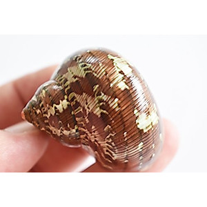 FSG - Select 10 Hermit Crab Shells Deluxe Turbo Changing Seashells Medium 1"-2" Size (Opening Size 1/2" - 1") Beautiful