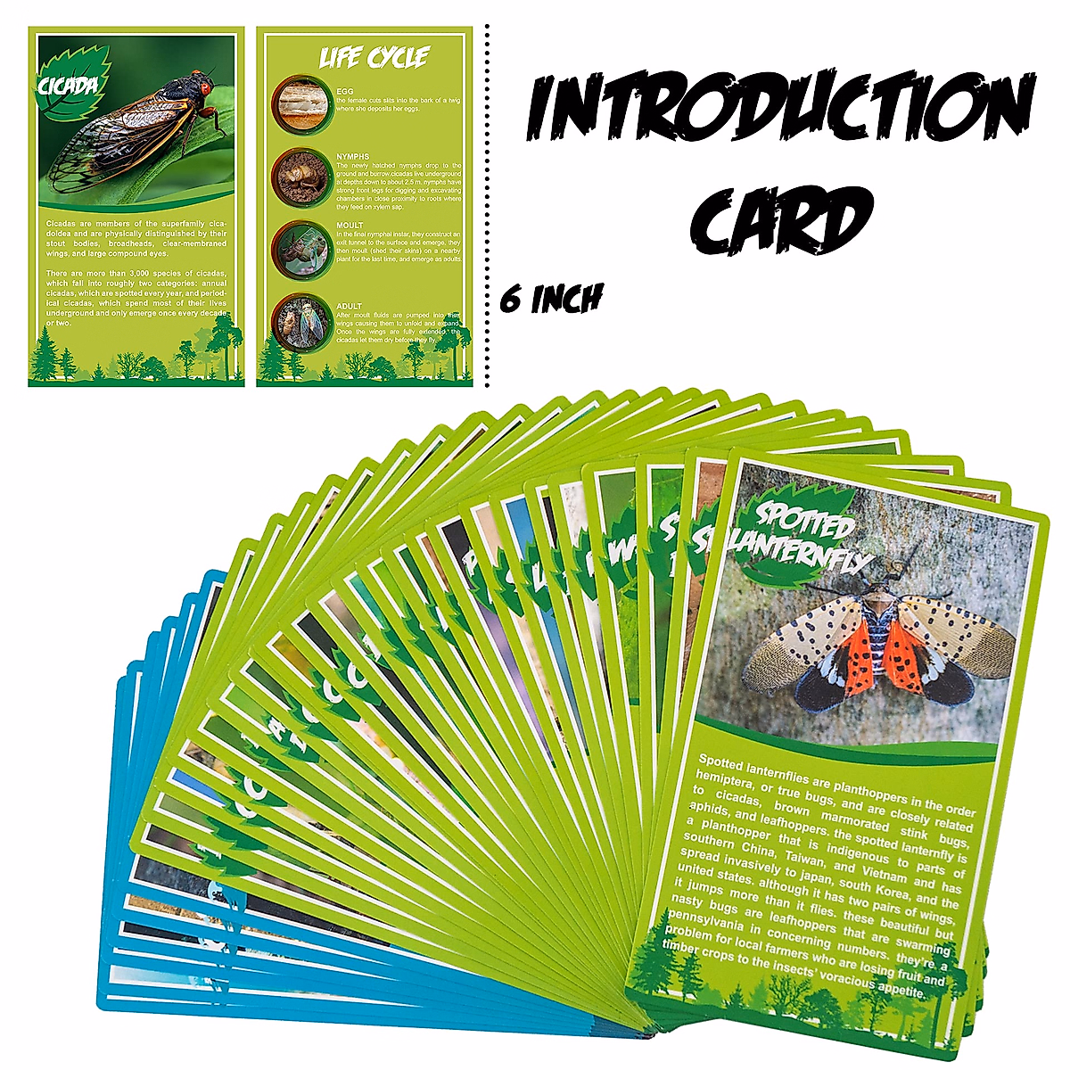 6 PCS Insect Specimen Set,Cicada,Wasp,Spider,Scorpion,Locust,Chafer Resin Collection Science Toys