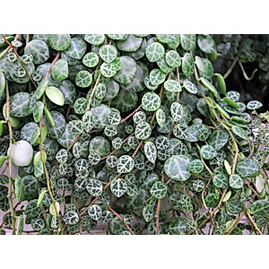 String of Hearts/Turtles/Peace Sign/Cross - Peperomia prostrata- 2.5" Pot