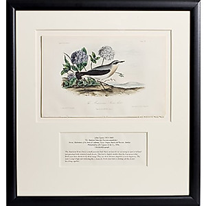 The American Stone Chat