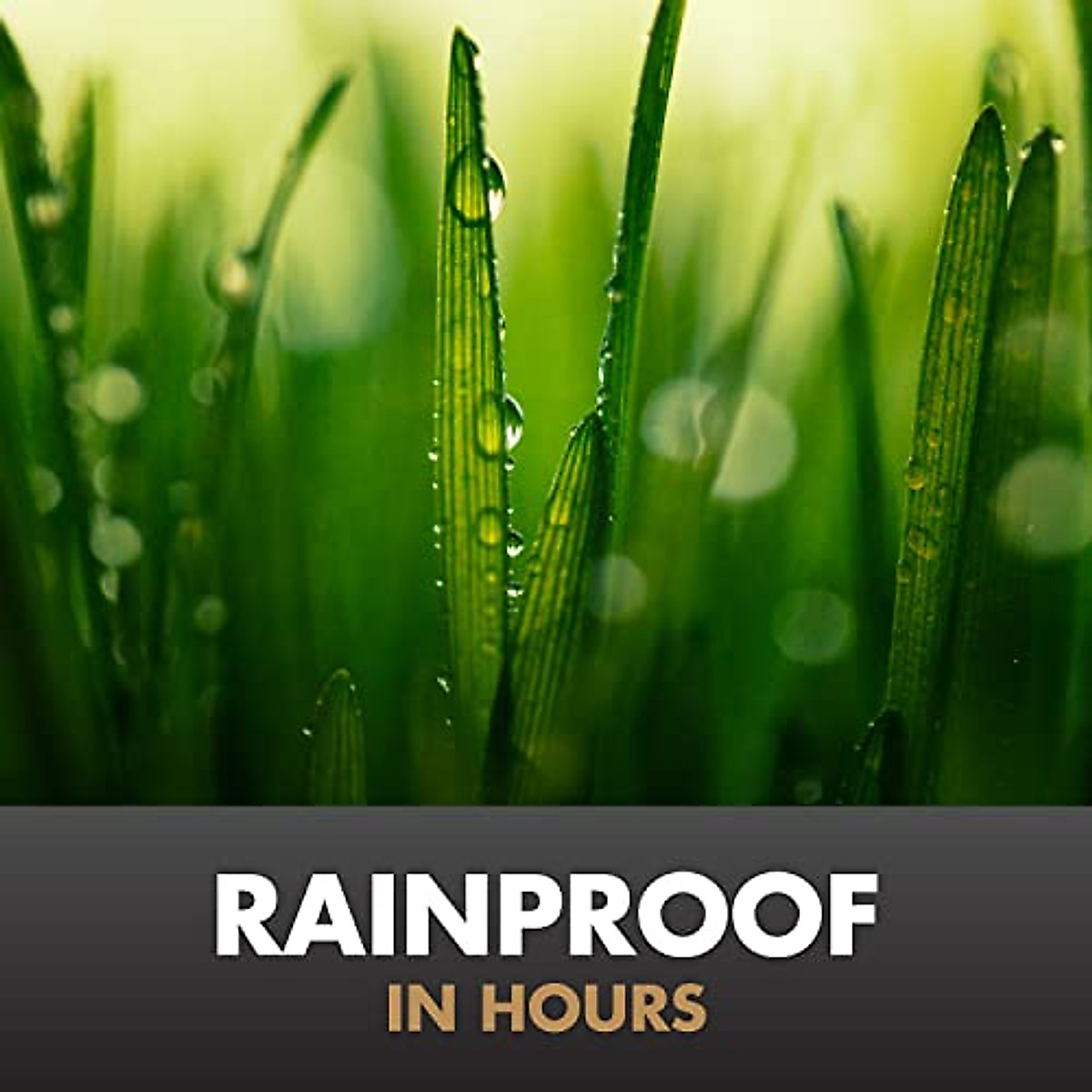 Spectracide Immunox Fungus Plus Insect, 1 Pack