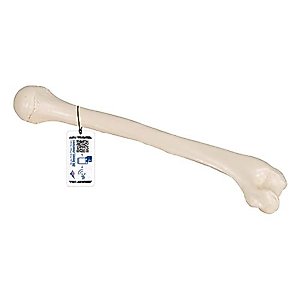 3B Scientific A45/1 Humerus - 3B Smart Anatomy