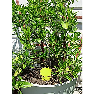 Yellow Dual Sticky Fly Traps (10 Pack) for Fruit Fly Gnat Whiteflies Fungus Gnats Small Insects Houseplant Eco Friendly 21C Save A Garden Flower Shape