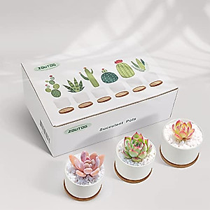 ZOUTOG Succulent Pots, White Mini 3.15 inch Ceramic Flower Planter Pot with Bamboo Tray, Pack of 6 - Plants Not Included
