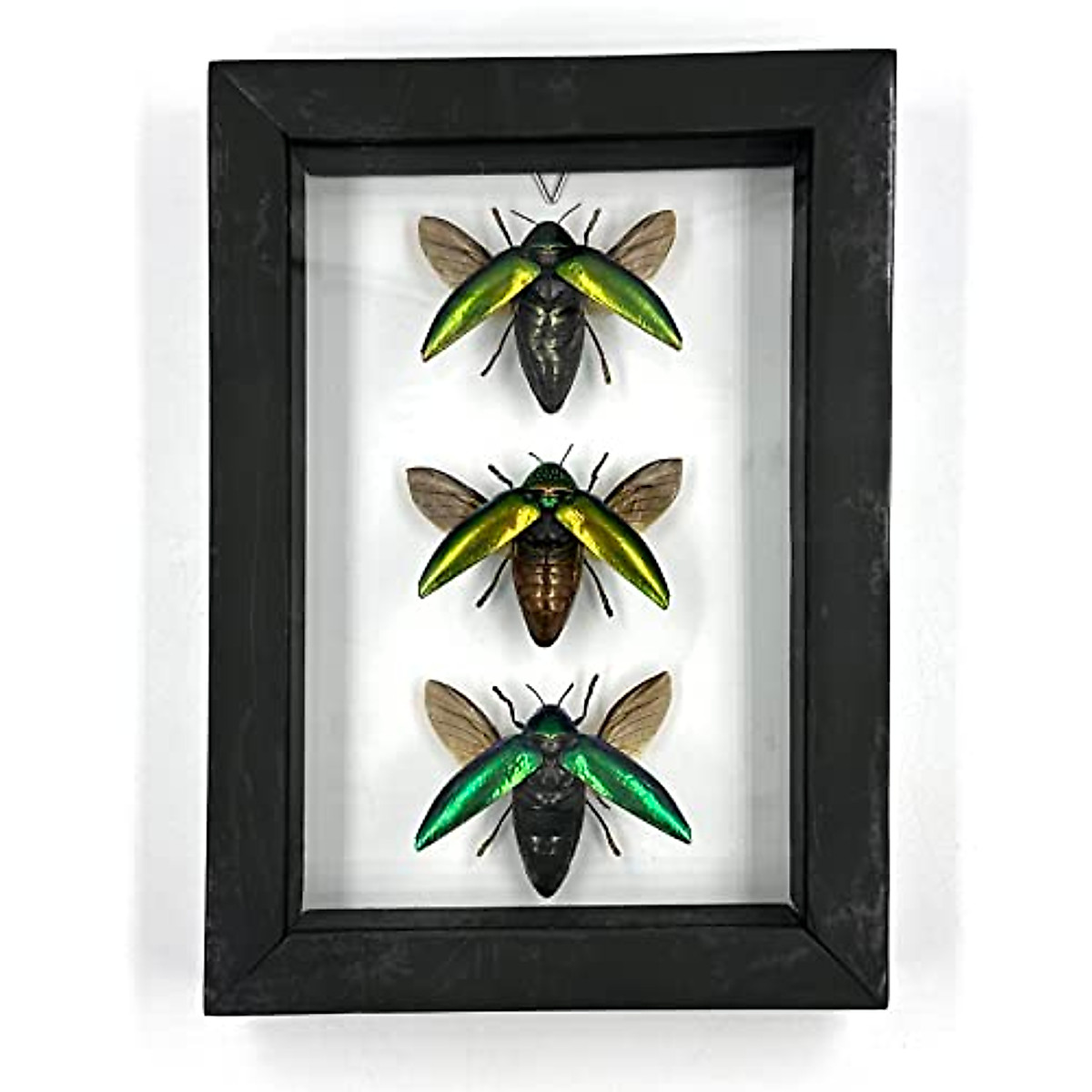 TAXIBUGS 3 Jewel Beetle (Sternocera Aeguisignata) – Preserved Taxidermy Insect Bug Collection Framed in a 3D Wooden Frame as Pictured Taxidermy (Transparent Background Black Wooden Frame)