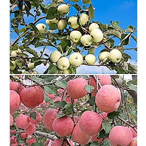 40+ Apple Tree Fruit Seeds Bonsai Garden Yard Outdoor Living Fruit Plant Home Garden
