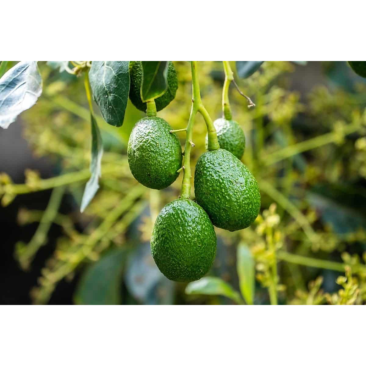 HASS Avocado Tree Grafted 2-3 Feet Tall, Avocado Live Plant for Planting