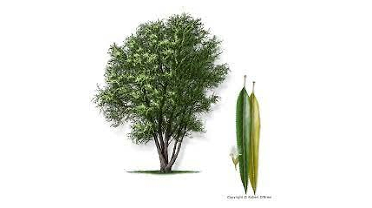 Fast-Growing Black Willow Tree Cuttings for Shade & Privacy