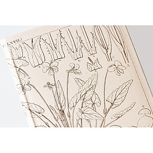 Hobonichi Techo Weeks [English/Tall and Slim Size/January 2024 Start] Tomitaro Makino: Shihai Sumire