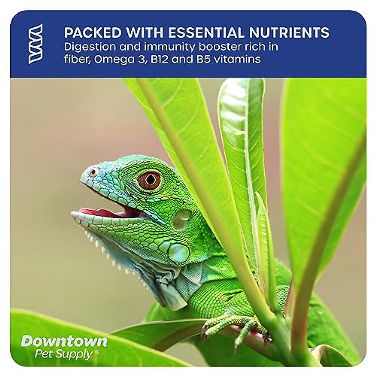 Downtown Pet Supply 1/2 LB Black Soldier Fly Larvae for Wild Birds, Poultry, Reptiles, and Small Mammals Rich in Vitamin B12, B5, Protein, Fiber, Omega 3 Fatty Acids - Great as Mealworms for Chicken
