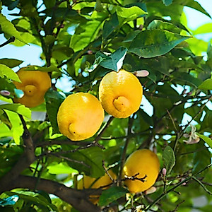 Meyer Lemon Tree, Dwarf Meyer Lemon Tree Live Plant, Lemon Tree 2 Inc Tall 4 Inch Pot for Growing