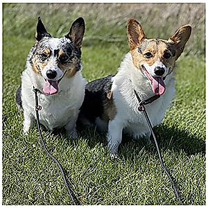 BTINESFUL 7FT Slip Lead Dog Leash, Strong Nylon Rope Leash, 1/4 & 1/2 inch Diam Dog Training Lead for Small Medium Large Dogs (1/4" * 7 FT, Black)