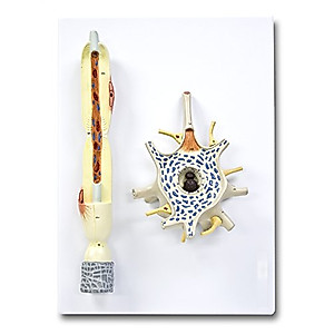 Vision Scientific VAA507 Neuron - 2 Parts