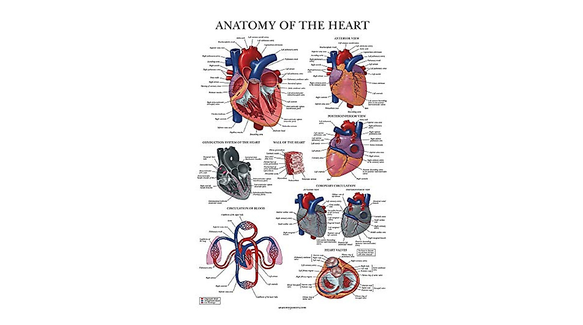 Laminated Heart Anatomy Poster - Palace Learning