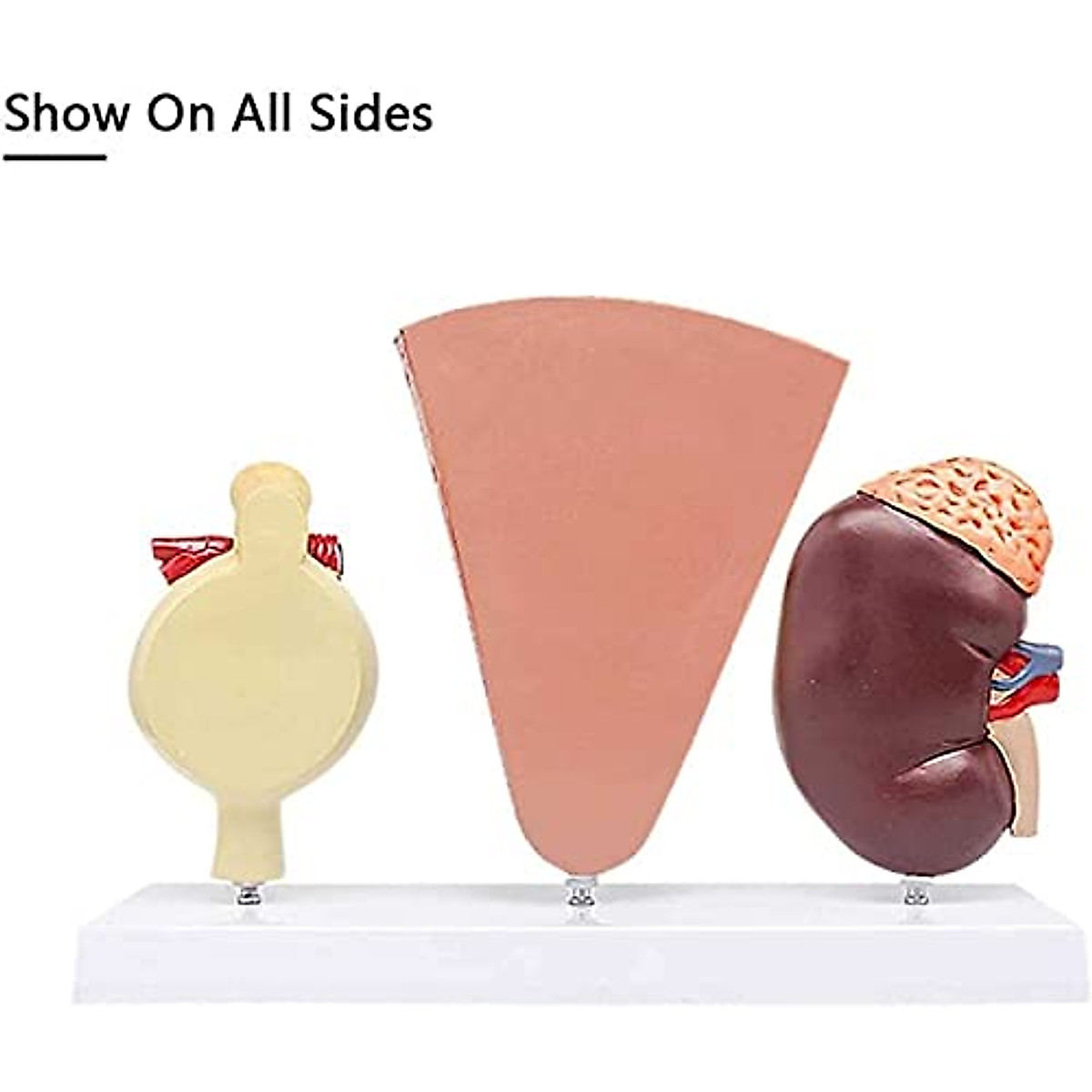 DEIOVR Human Model for Anatomy, Human Kidney Anatomical Model, Nephron Glomerulus Anatomy Medical Study Kits Human Life Size Model for Medical Teaching