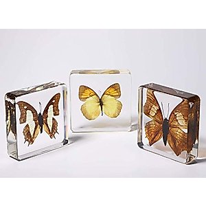 Real Large Butterfly Specimen Specimens Paperweight Collection Display(3x3x0.8''）for Office or Education (Style 4)