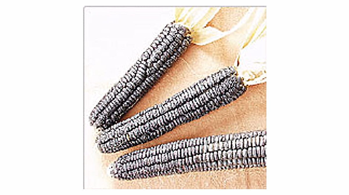 Black Aztec Corn Seeds: Non-GMO Heirloom Garden Seeds