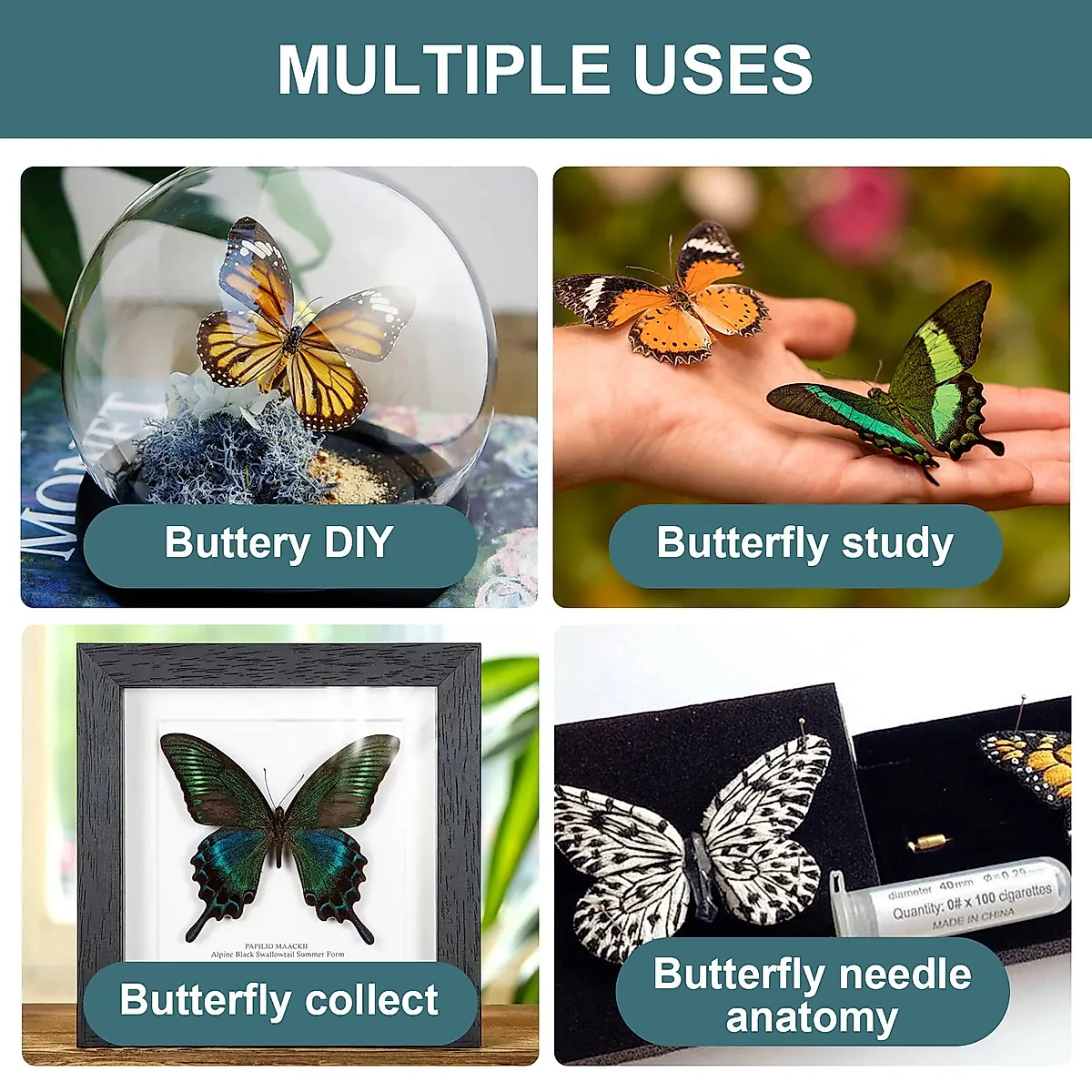 Pokiphip 12 Pcs Taxidermy Butterfly, Real Butterfly Taxidermy Natural Unmounted Butterfly Specimen, Exquisite Collection of Real Butterflies for Home Decor and Crafts