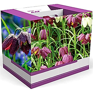 5 Fritillaria Meleagris Checkered Lily Tubers, Ornament Garden, Can Grow in Pot
