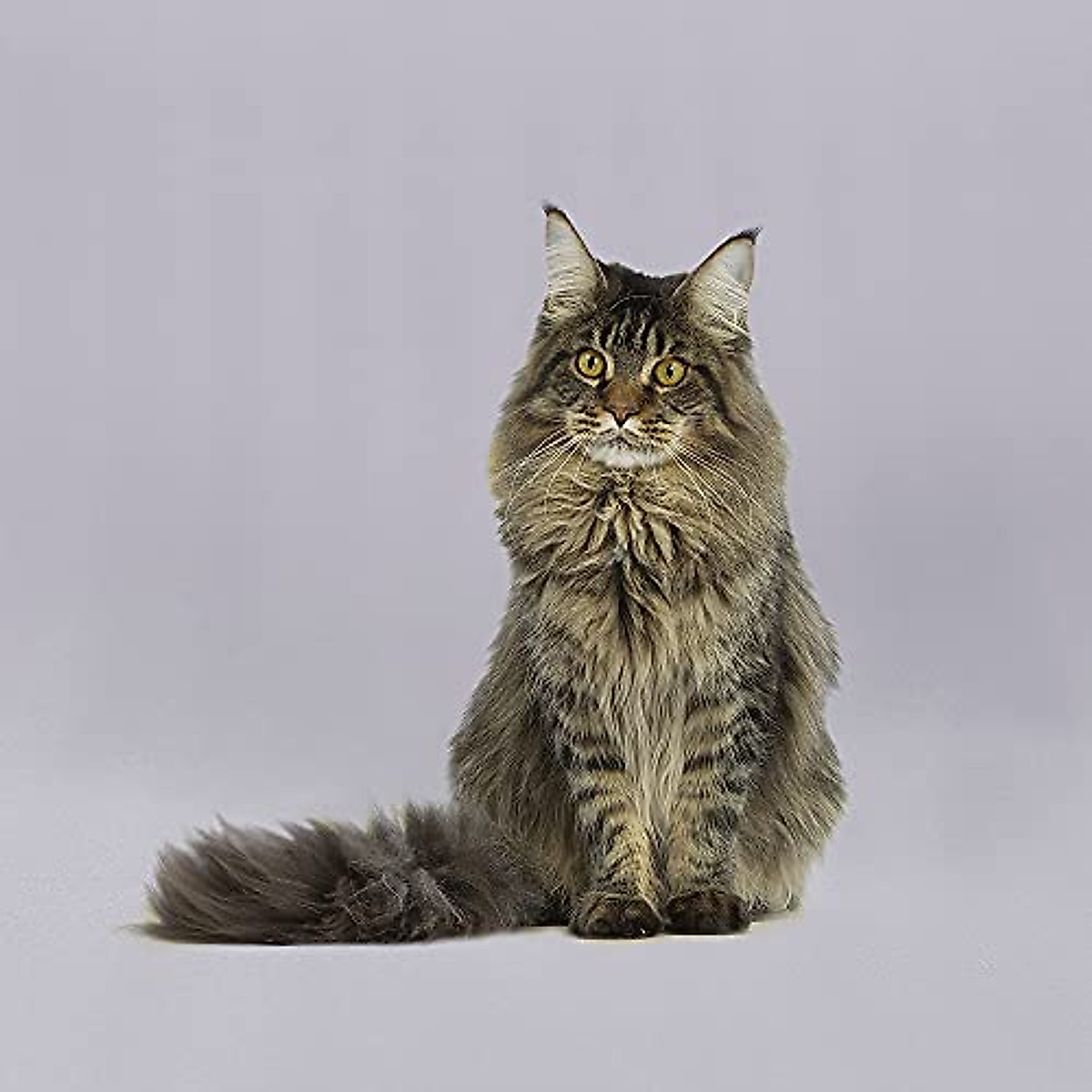 GFCC Gray Backdrop - 8FTX10FT Grey Photo Backdrop for Photoshoot Background for Photography Screen Video Recording Picture Background