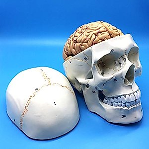 Learning Resources Human Skull and Brain Anatomical Model, Anatomically Accurate Human Skull and Brain Life Size Anatomy Model for Science Classroom Study Display Teaching Model