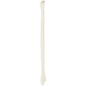 Axis Scientific Human Fibula Bone Model - Left, Cast from Real Human Bone, Life Size Medical Replica with Realistic Texture and Bony Landmarks, Includes Product Manual