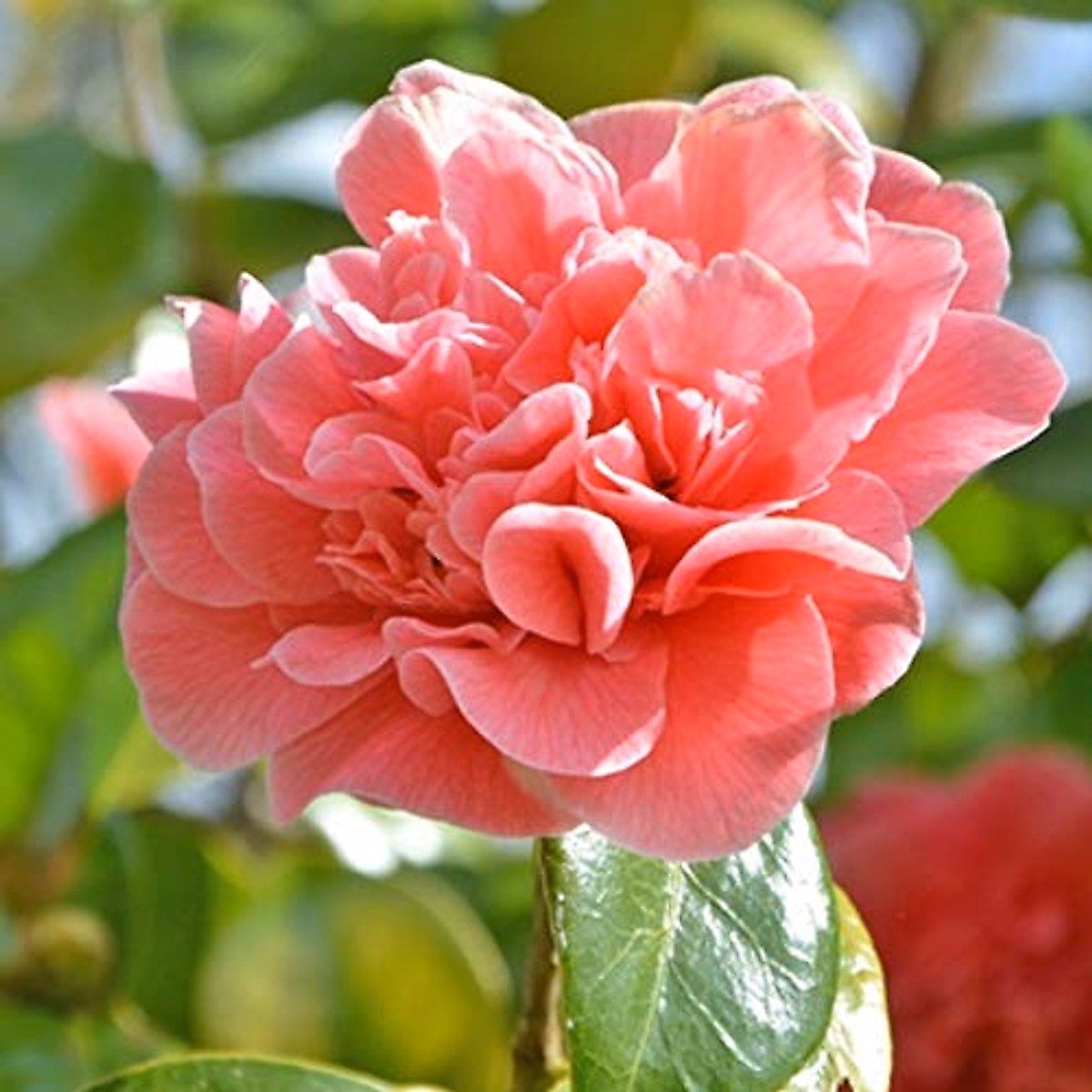 3 Giant Blooming Mixed Begonia Flower Bulbs - Easy to Grow, Colorful Variety Mix of Pink, Yellow, White, Red and Orange Blooms - Touch of ECO