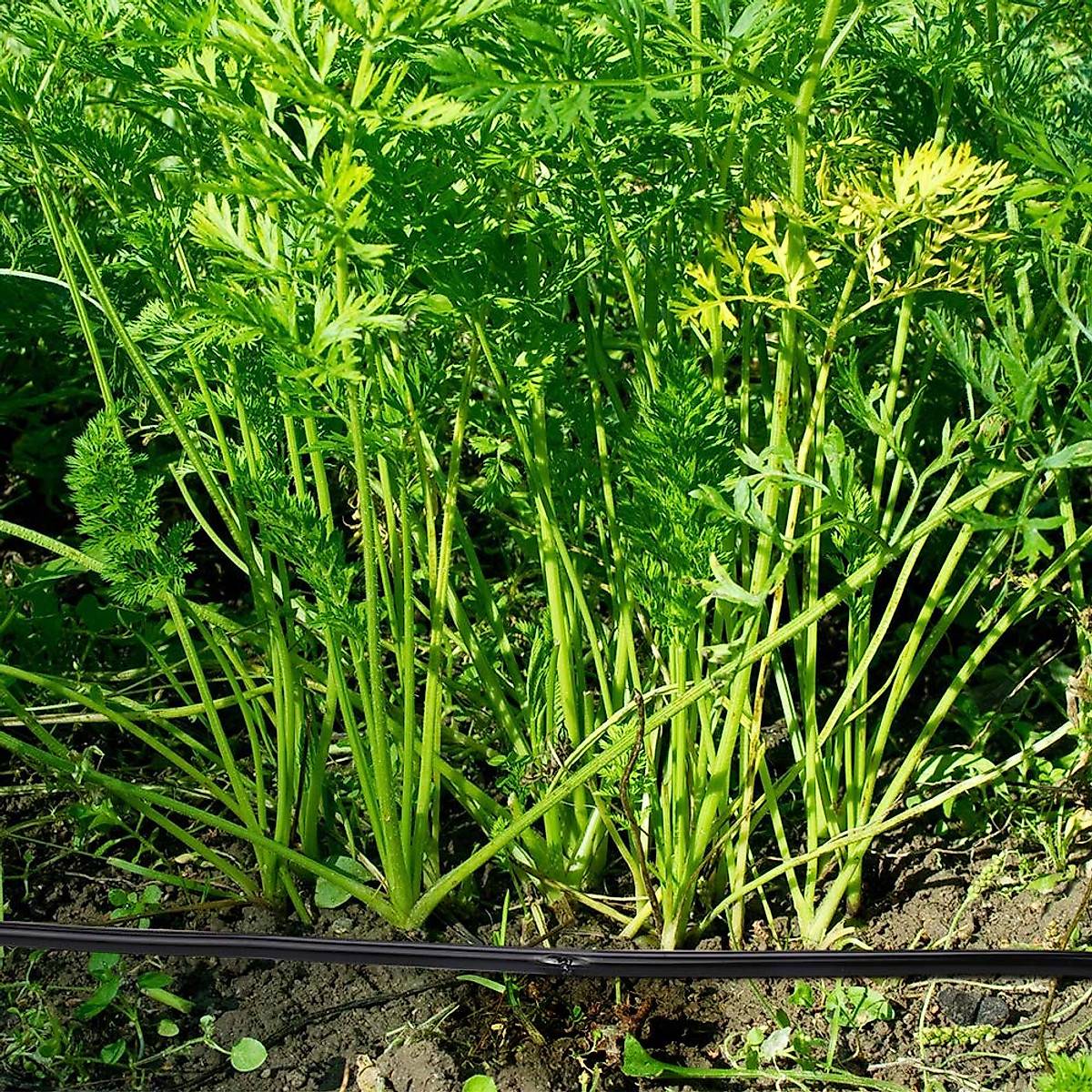 Flantor Garden Irrigation Tubing,1/4" Blank Distribution Tubing 50ft Flexible Tubing,Watering Drip Automatic Irrigation Equipment Set for Garden Greenhouse,Flower,Patio,Lawn (50 ft)