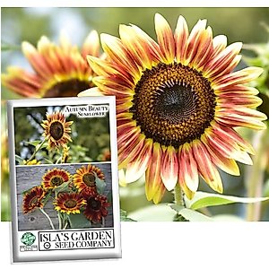 "Autumn Beauty" Sunflower Seeds for Planting, 150+ Flower Seeds Per Packet, (Isla's Garden Seeds), Non GMO Seeds, Scientific Name: Helianthus annus, Great Home Garden Gift
