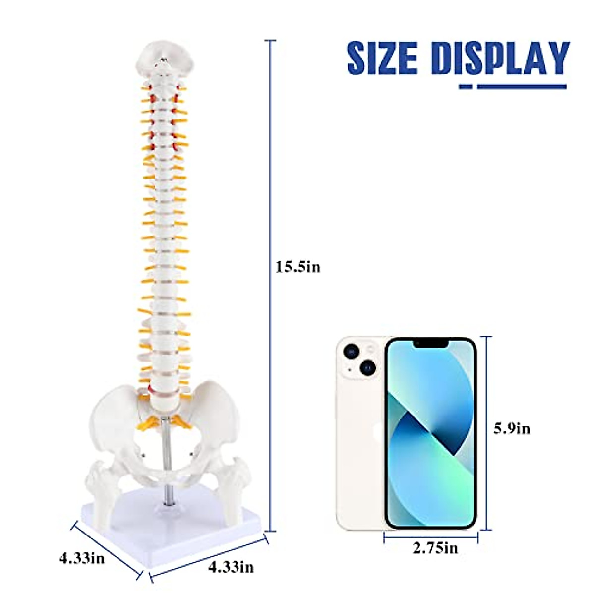 HINGONS Miniature Spine Anatomy Model, 15.5" Mini Vertebral Column Model Details Vertebrae, Spinal Nerves, Lumbar & Pelvis, with Stand for Medical Students and Chiropractors (Includes Product Manual)