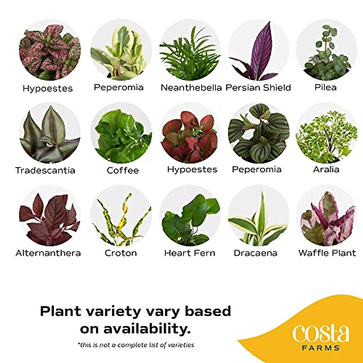 Costa Farms Mini Houseplants (6 Pack), Easy Grow Live Indoor House Plants in Nursery Plant Pots, Grower's Choice with Soil Potting Mix, Potted Home Décor Planter or Outdoor Garden Gift