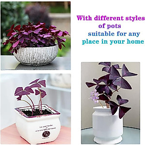 20pcs Oxalis Bulbs Purple Shamrock Bulbs Lucky Flowers Bulbs for Planting Purple Oxalis Triangularis Bulbs