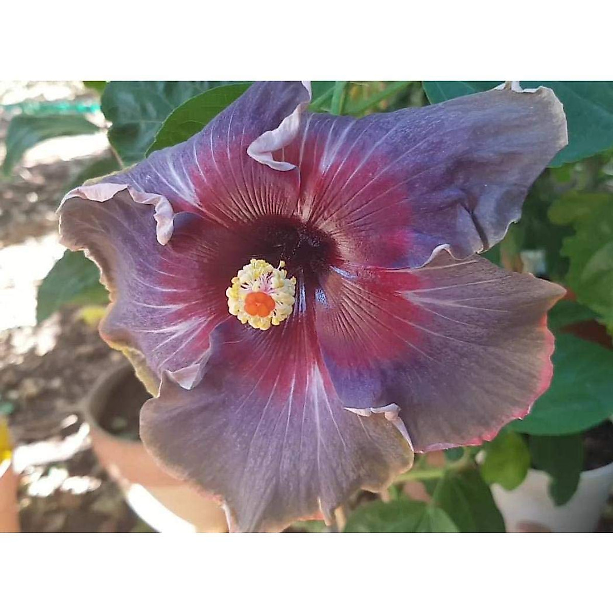 Lioder 20PCS Rare Black Pink Purple Hibiscus Seeds"Black Rainbow" Giant Flower Tropical Seeds Hibiscus Tree Seeds for Flower Potted Plants