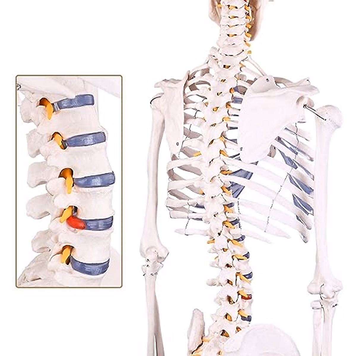 RONTEN Human Skeleton Model for Medical Study, 70.8" Life Size Medical Anatomical Skeleton, Including Adjustable Rolling Stand + Cover + Poster