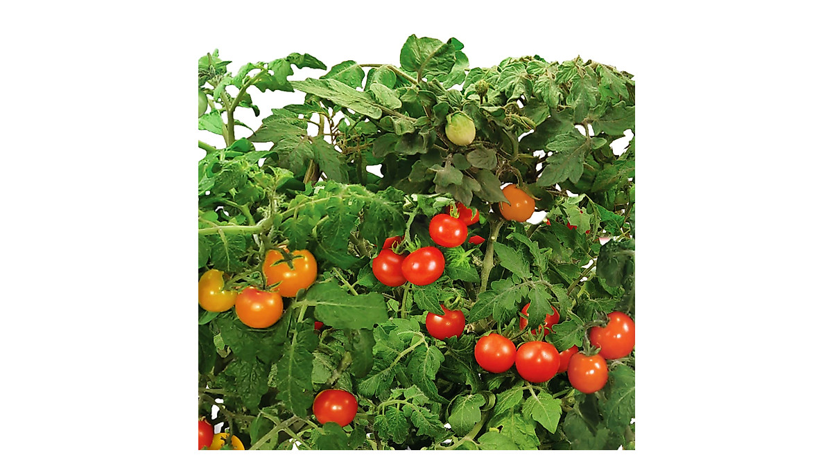 Grow Fresh Red Heirloom Cherry Tomatoes Indoors | AeroGarden Kit