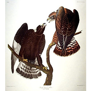 Rough-legged Falcon. From"The Birds of America" (Amsterdam Edition)