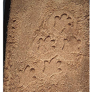 Yellow Door Safari Footprints