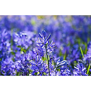 Giant Complete Spring Flower Garden | Bloom All Spring and Summer, Easy to Grow Flower Bulb, Indoor/Outdoor (50 Bulbs)