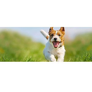 Immune Support Vitamins - Dogs Immune Support - Burdock Root Extract Organic - Burdock Root for Dogs - Immune Dog Pills, Immune Support for Dogs probiotic, Immune Support Supplement 2 Bot (120 Chews