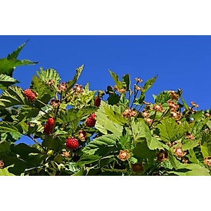 4 Boysenberry Trees Live Plants 5 to 7 Inches Planting Indoor Outdoor Ornaments Perennial Garden Simple to Grow Pot Gift