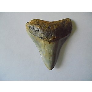 TOTAL DECONSTRUCTION INC. MEGALODON SHARK TOOTH under 4 inches